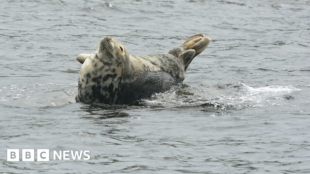 St Ives harbour master warns about swimming with seals. - BBC News