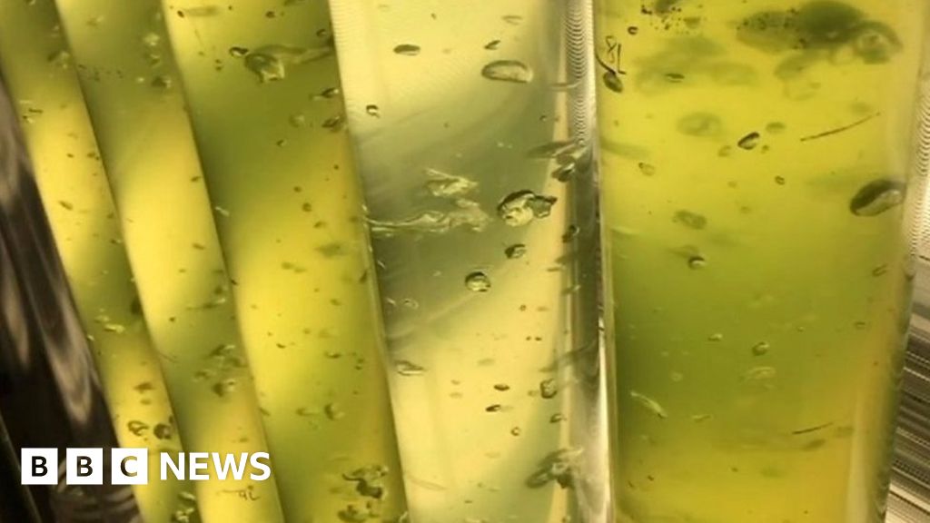 Swansea uni study finds algae natural UV protection - BBC News