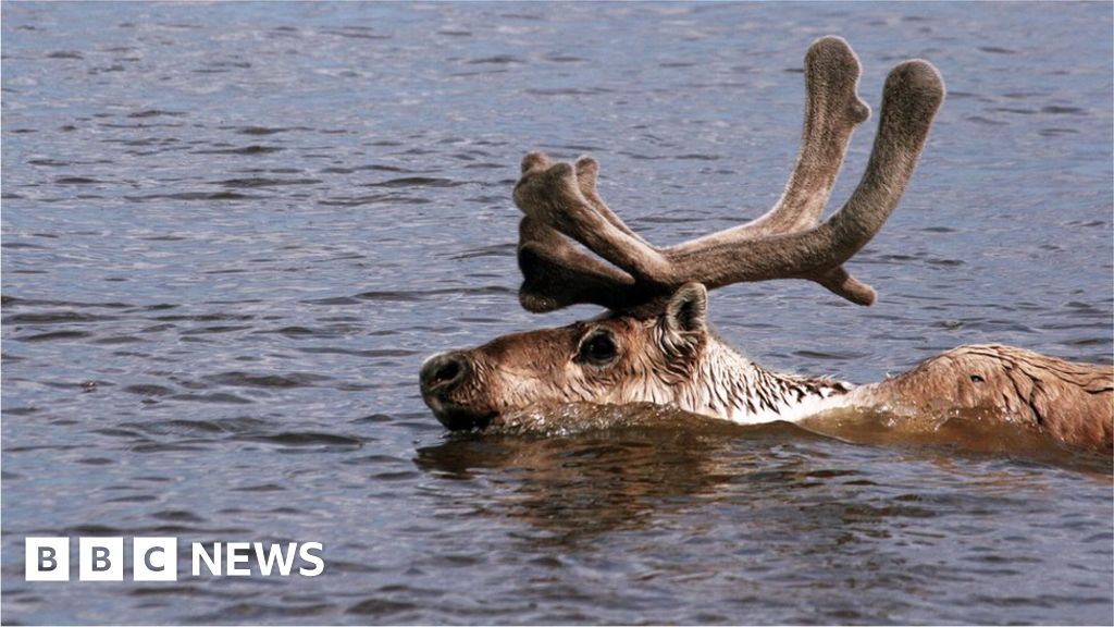 World's largest reindeer herd plummets - BBC News