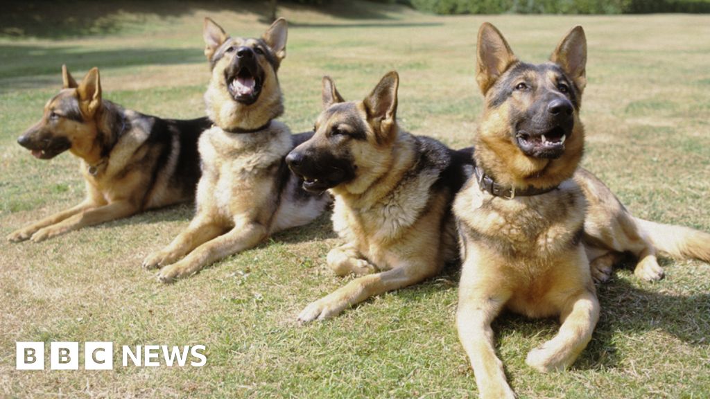 Dog units shared by North Yorkshire, Cleveland and Durham police forces ...