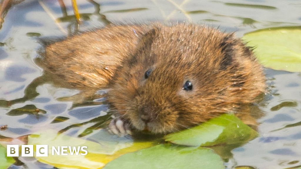 Living Planet 2018 report: 'Step up' call over Welsh wildlife - BBC News