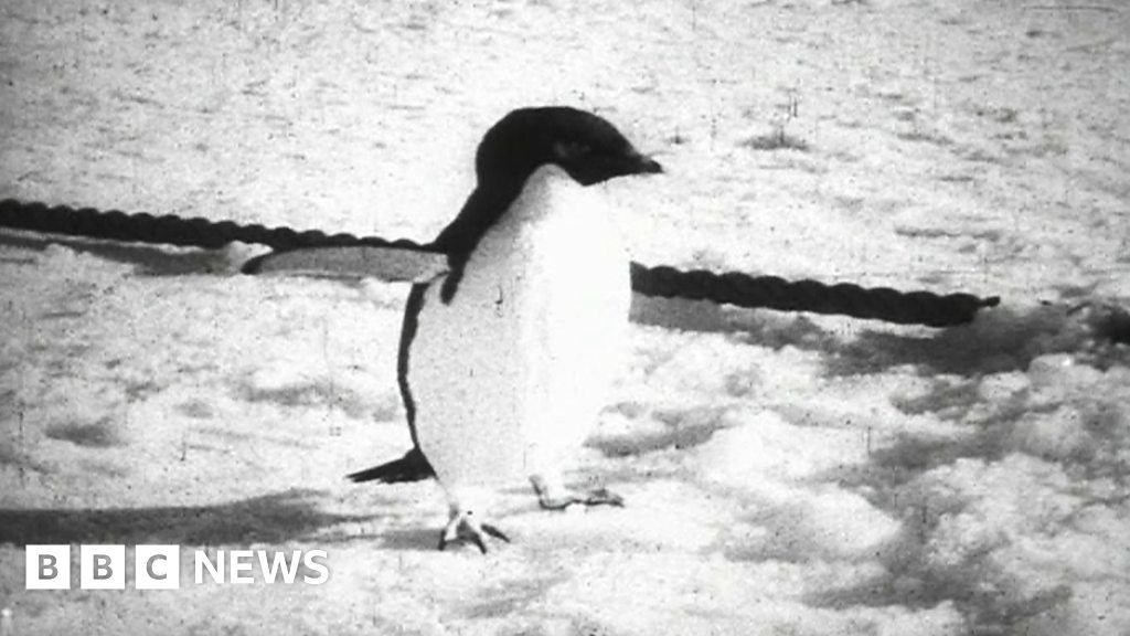 Meet the man who helped bring penguins to Scotland - BBC News