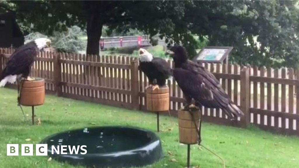 Bald eagle Henry returns to roost at Warwick Castle - BBC News