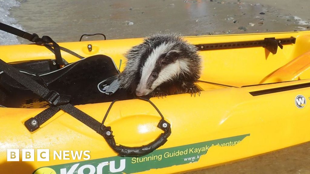 Badger cub rescued after 90ft Cornwall cliff plunge - BBC News