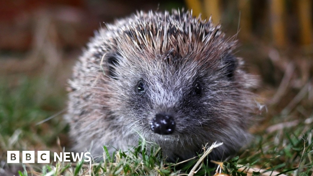 Hedgehog charity marks 40 years of supporting the struggling species ...