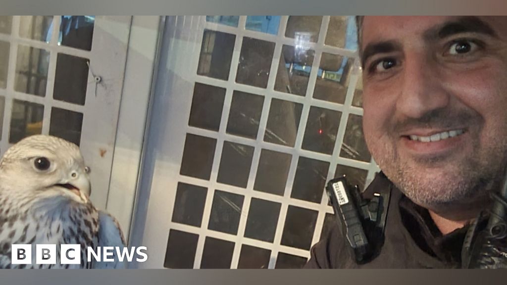 Rare lost falcon rescued after landing on car roof - BBC News