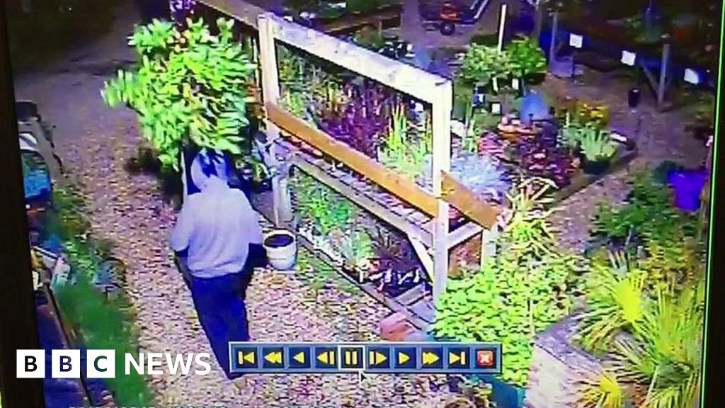 CCTV footage shows thieves taking £4,500 of plants