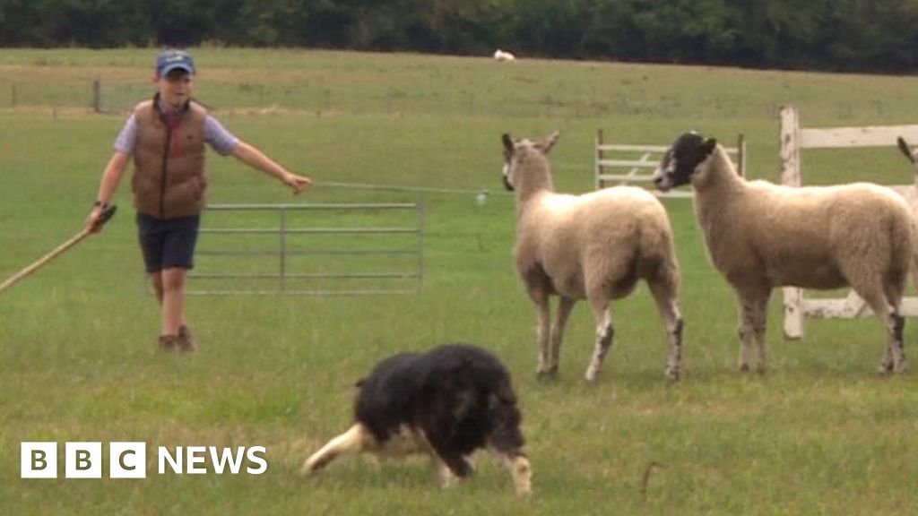 One boy, 9, and his dog round up Macclesfield sheep trial win - BBC News