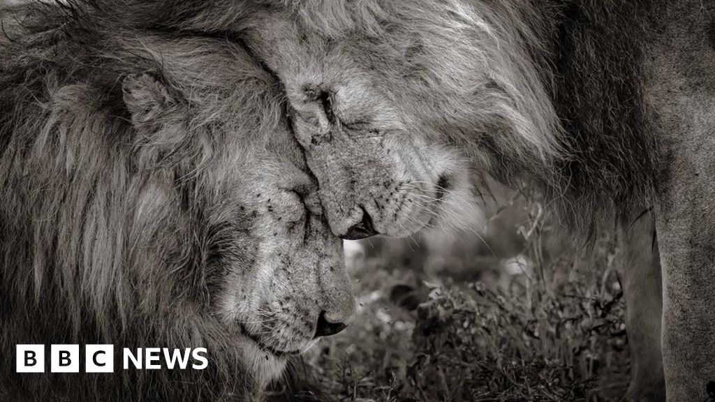 Kings of the jungle on top in photo award