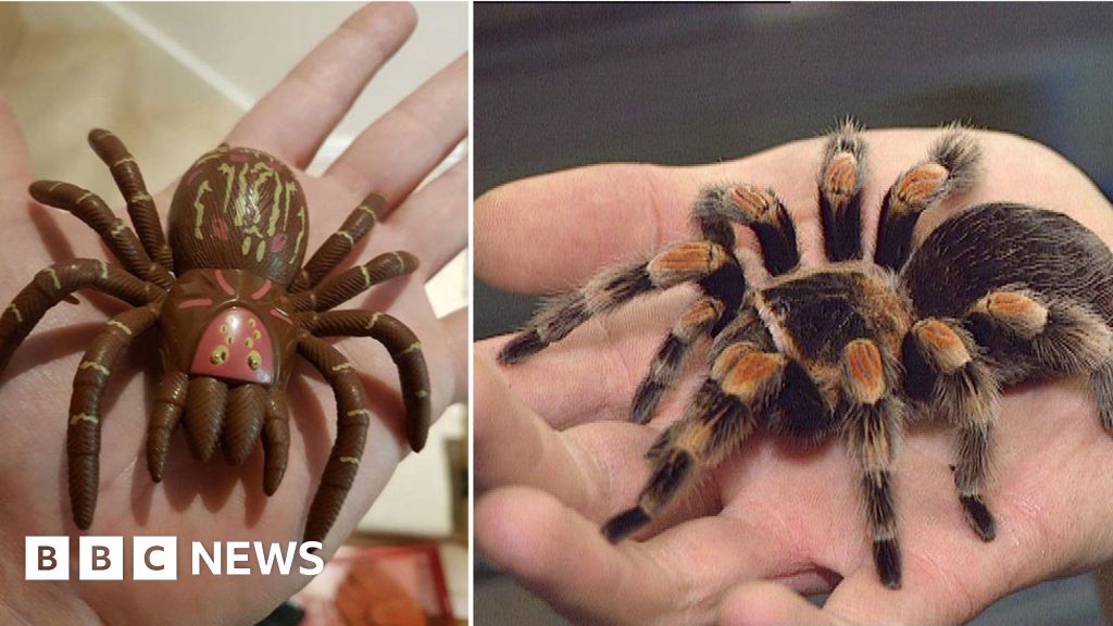 RSPCA inspector called to catch toy tarantula in Alresford - BBC News
