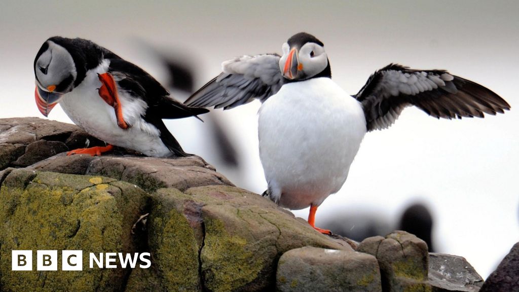 Numbers of breeding puffins on Fair Isle halved - BBC News