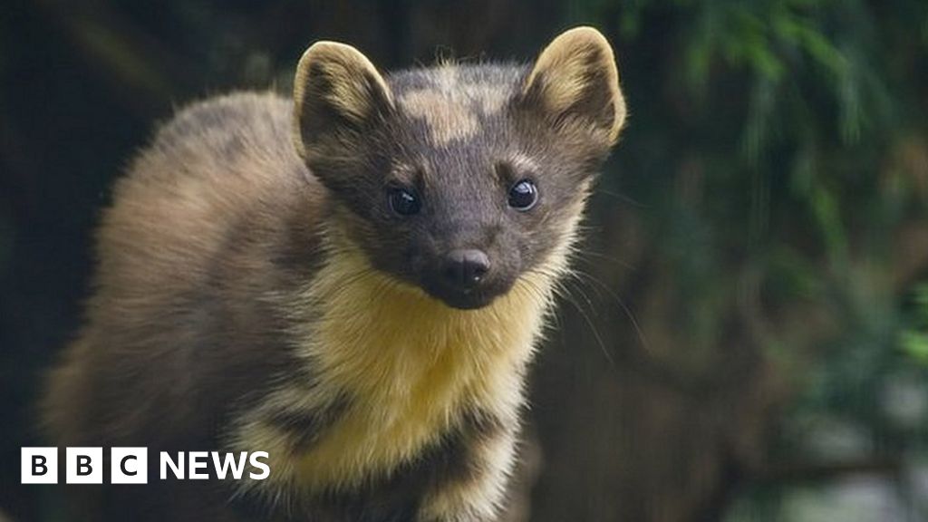 First Grizedale Forest pine marten in 10 years caught on camera