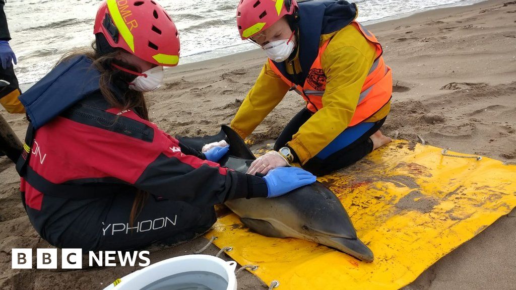 Two dolphins rescued at Angus beach - BBC News