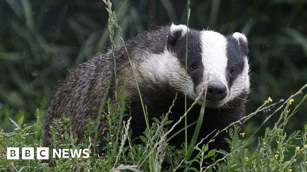 Thundersley Glen: Badger sett destroyed 'to make cycle track'