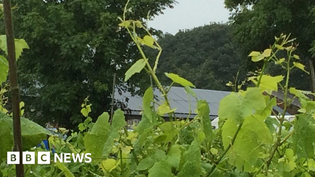 Gwynedd's Pant Du vineyard turns to solar power - BBC News