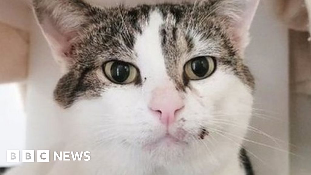 Bumper: Walking regime heals cat hit by car in Cornwall