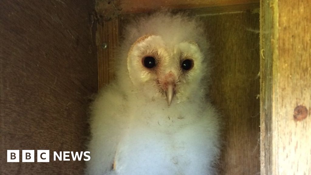 Barn owl killed by car after record-setting flight - BBC News