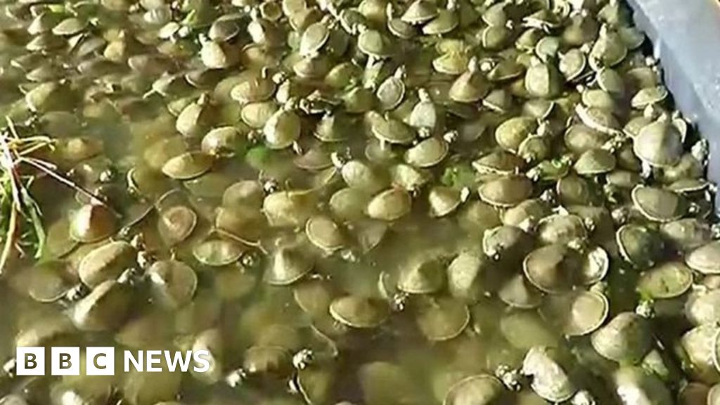 Thousands of baby turtles released into Peruvian Amazon - BBC News
