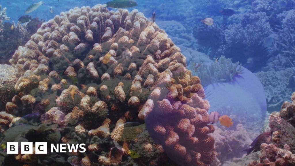 Indonesia coral reef partially restored in extensive project