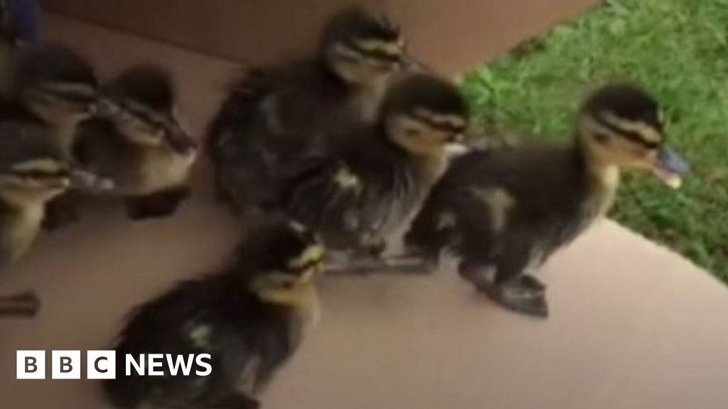 Ducklings rescued after being trapped in Warrington drain