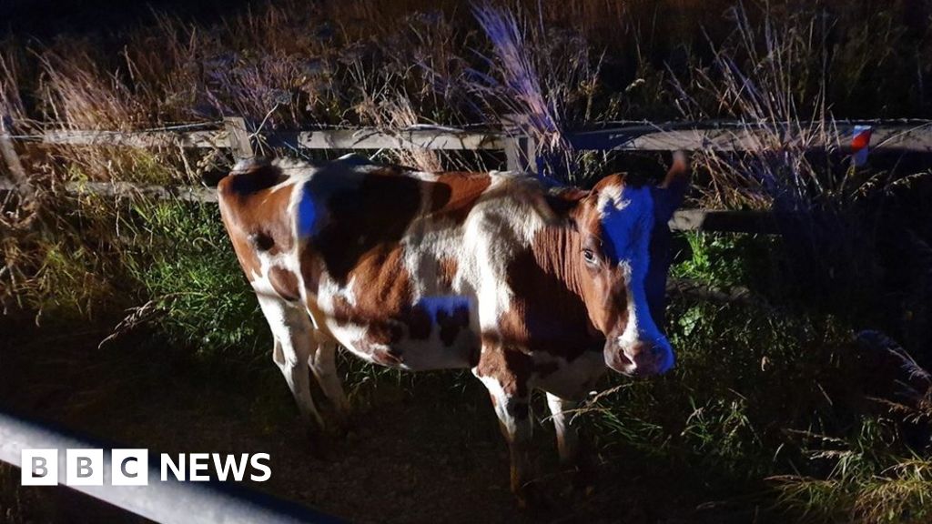 Cow wanders on to M6 in Staffordshire after 'idiots force gate'