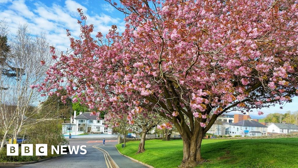 Northern Ireland weather: Warmest day of year so far - BBC News