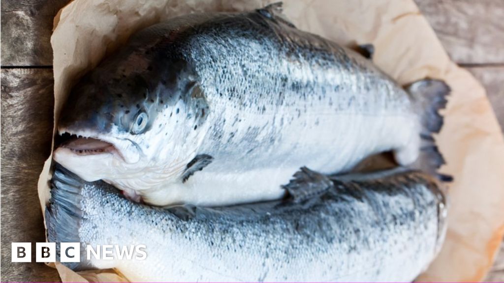 Scottish farmed salmon disease prevention to be researched - BBC News
