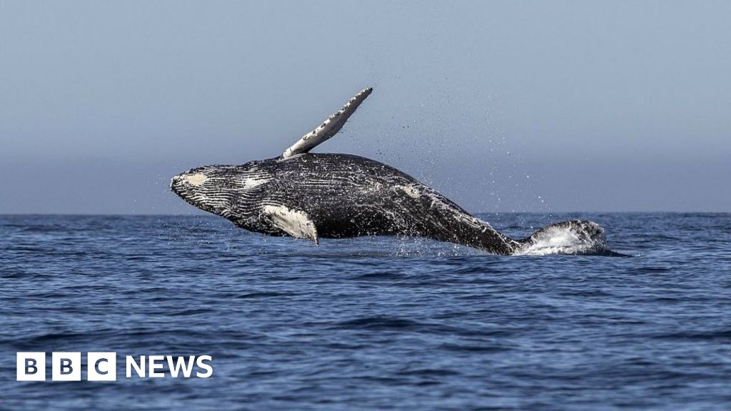 Pro-whaling nations block plan to create sanctuary - BBC News