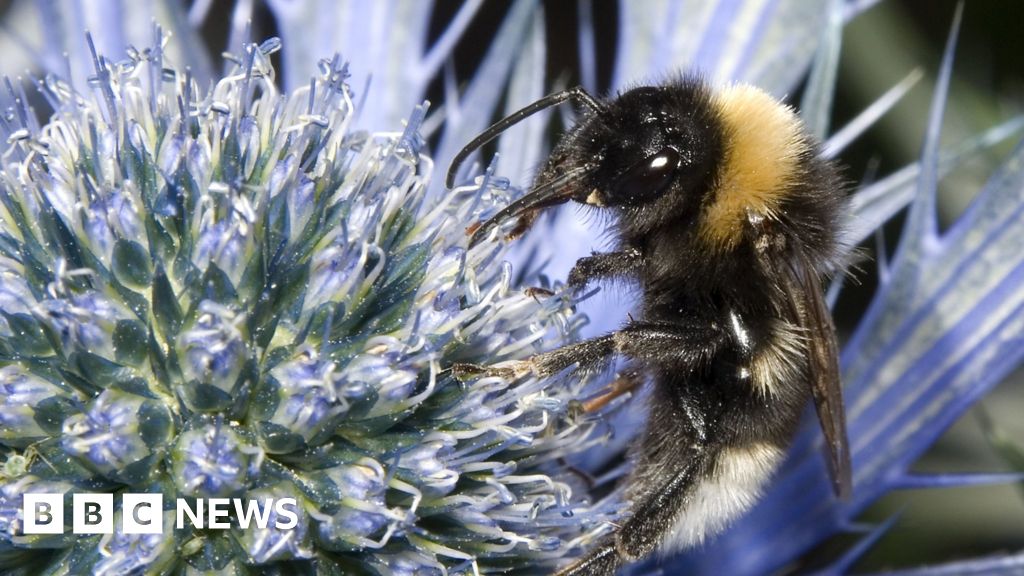 Dramatic decline in insect numbers across Kent, survey finds