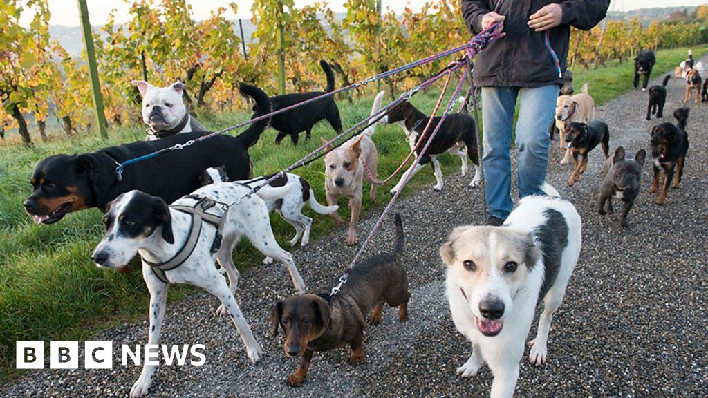Using dog walking to improve mental health at university