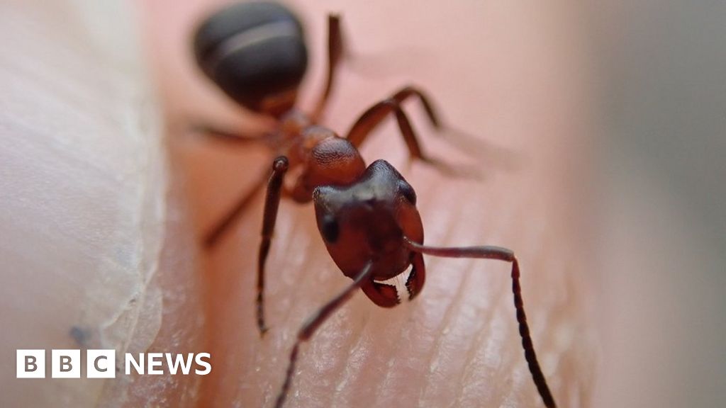 Bid to boost numbers of one of UK's rarest ants - BBC News