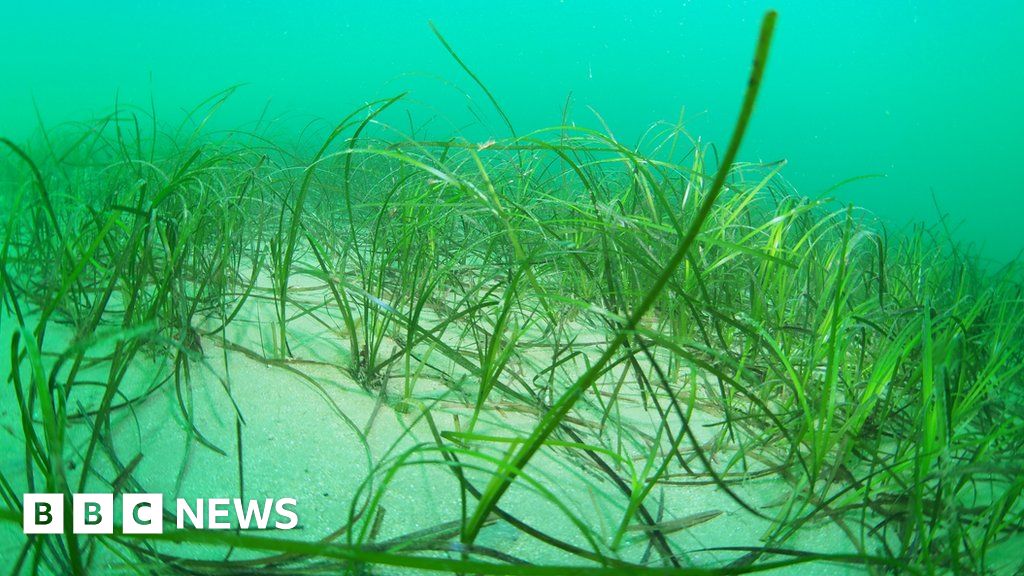 Large seagrass bed discovered in Cornish bay - BBC News