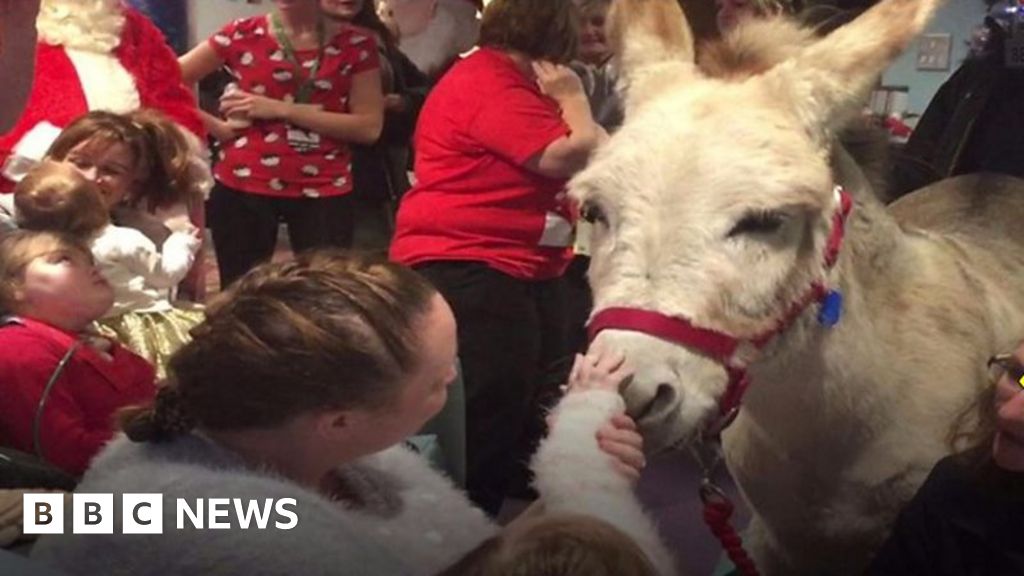 'Little donkey' brings cheer to Blackpool hospice - BBC News