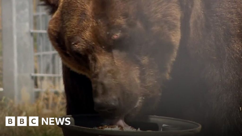 Four brown bears settle into their new Doncaster home - BBC News