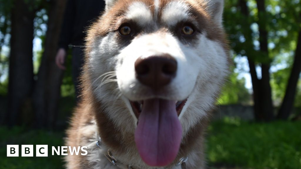 Dog starts house fire in Essex by turning on microwave - BBC News