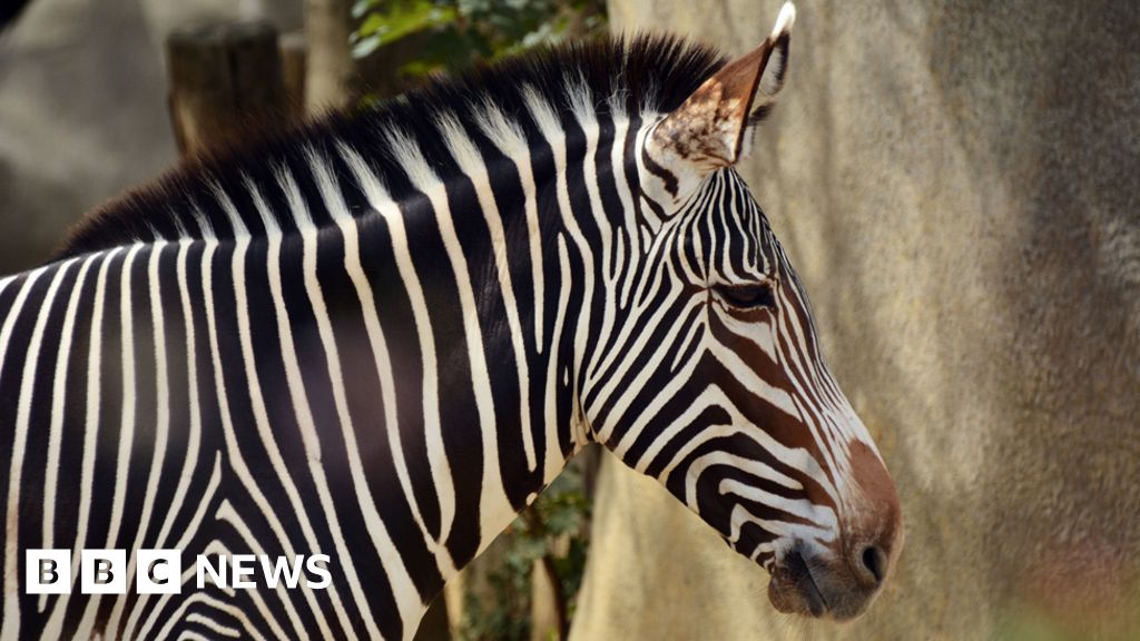 Austrian man wins right to take family name Zebra - BBC News