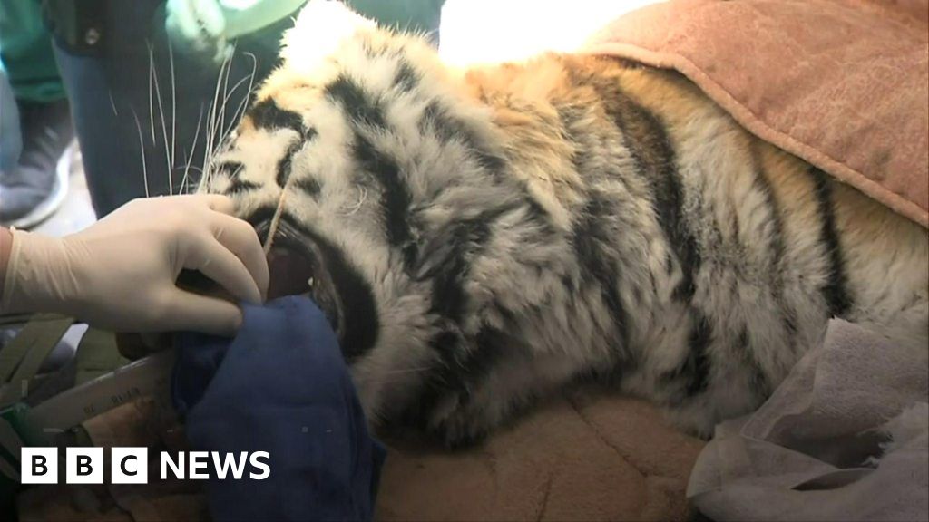 What happens when a tiger has a toothache? - BBC News