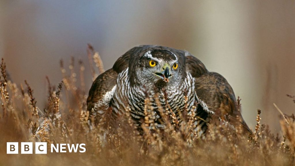 Scottish Borders bird of prey shootings investigated - BBC News