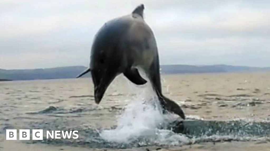 Young sailors from Tenby 'ecstatic' at dolphin encounter - BBC News