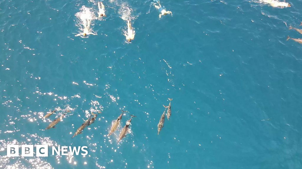 Swimmers investigated for harassing dolphins in Hawaii