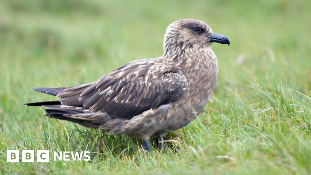 Concern at reduced bird numbers in wake of avian flu outbreak - BBC News