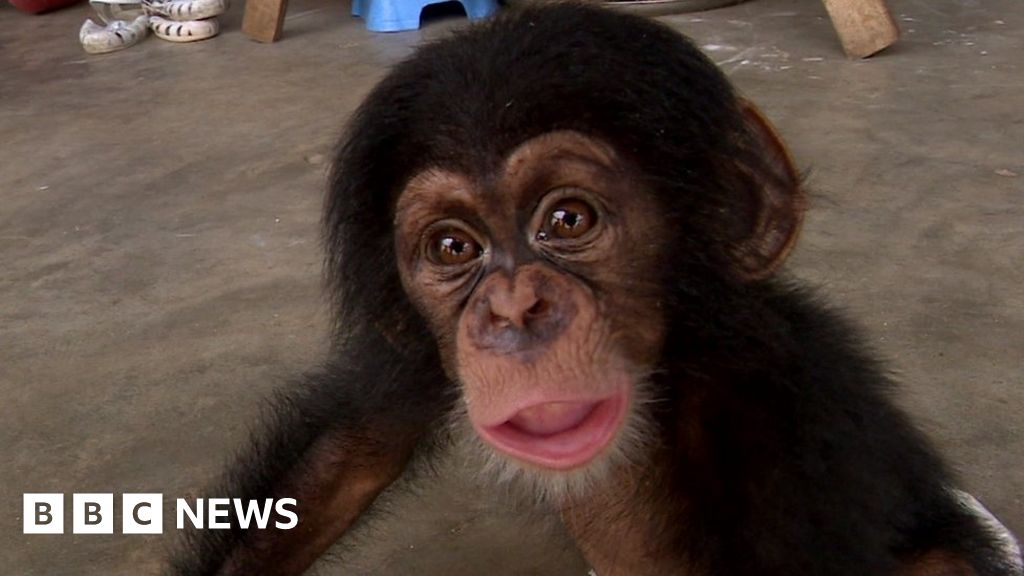 Arrests 'big step' in chimp trade battle - BBC News