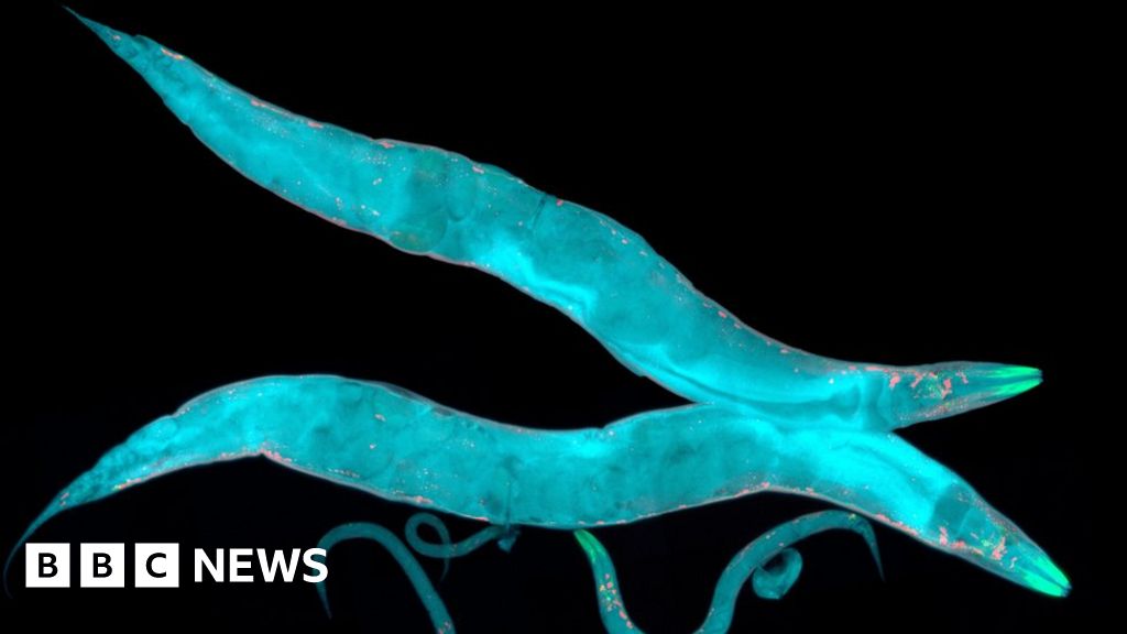 Space muscles study to use tiny worms