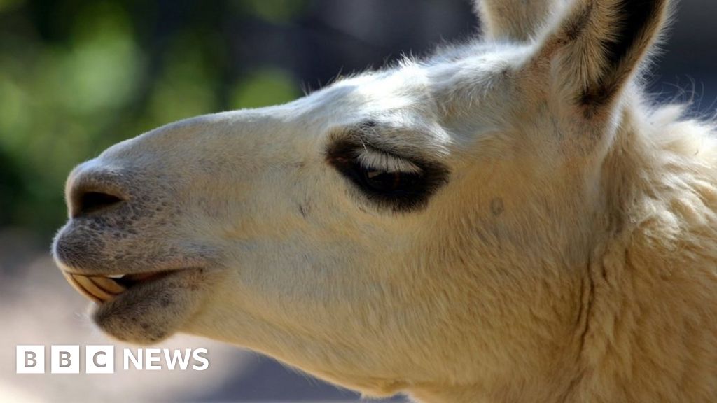 Llama killed and two hurt in suspected dog attack - BBC News