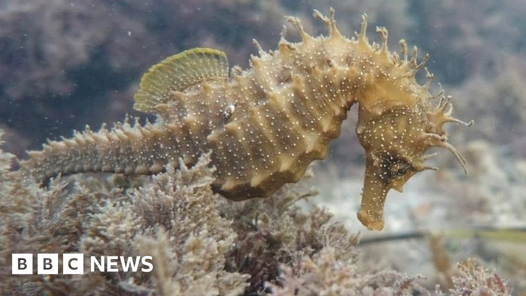 The family duo studying the winter secrets of Weymouth's seahorses ...