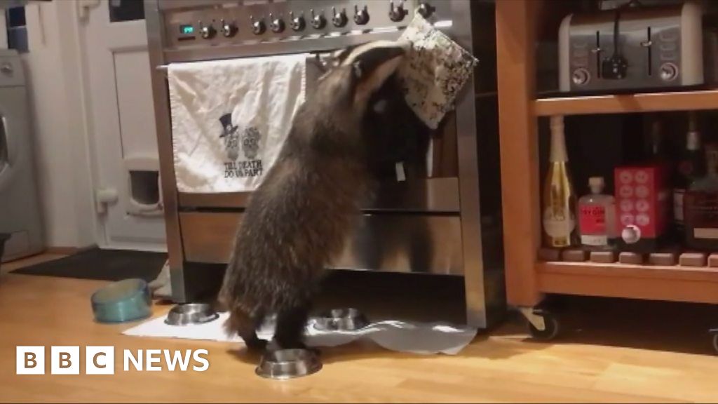 Badger uses cat flap in Saltdean home to steal cat food - BBC News