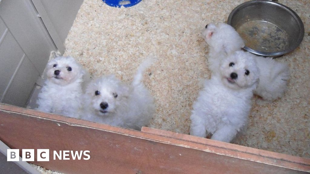 Uxbridge vet Daniel Doherty jailed for helping puppy gang
