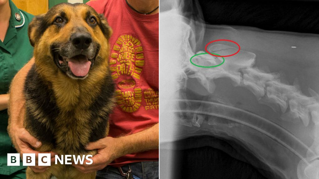 Neck-break police dog Nero home from hospital - BBC News