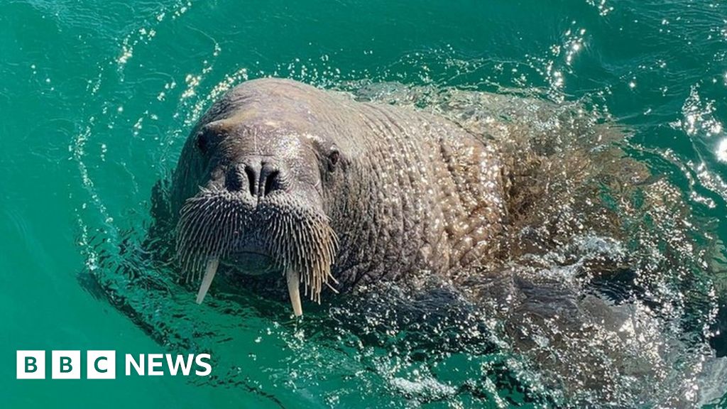 Isles of Scilly walrus spotted off Republic of Ireland