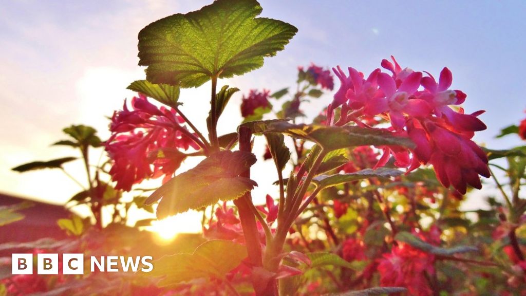 Fool's spring sees warm spell make way for cold snap - BBC News
